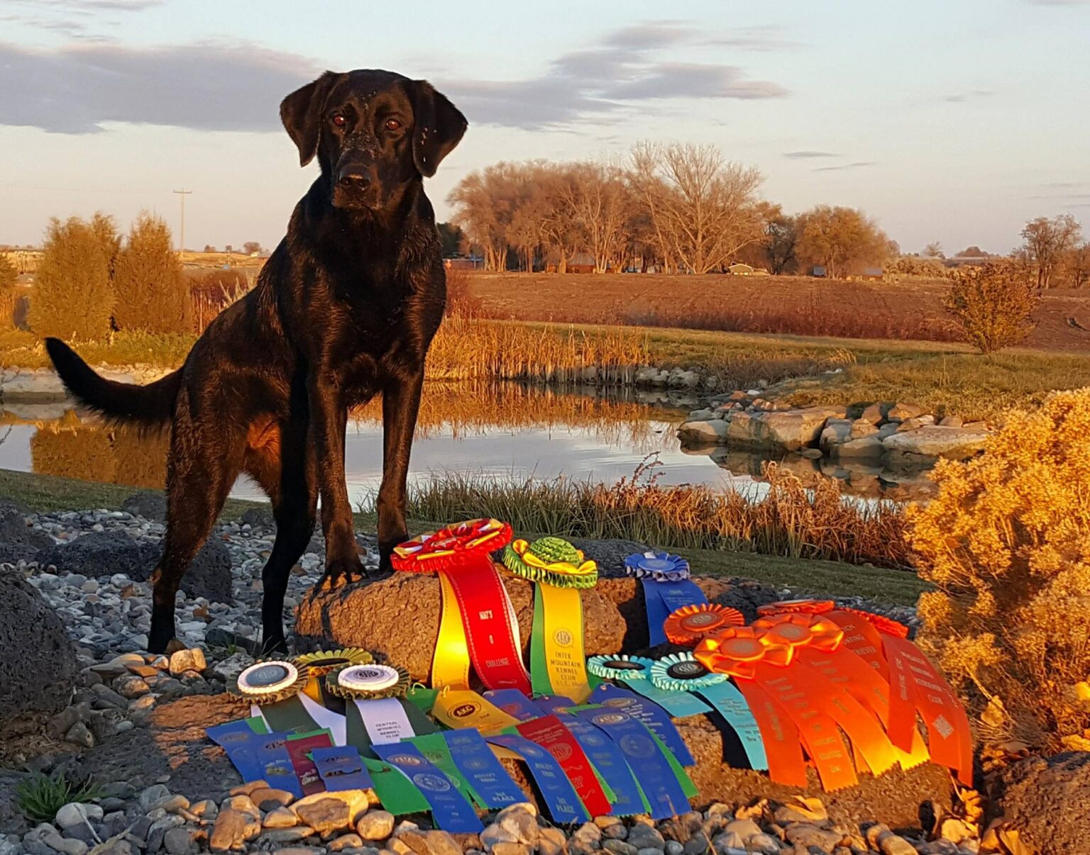 My Dogs – Kolfyre Labradors