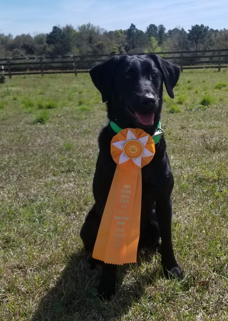 Bred By – Kolfyre Labradors
