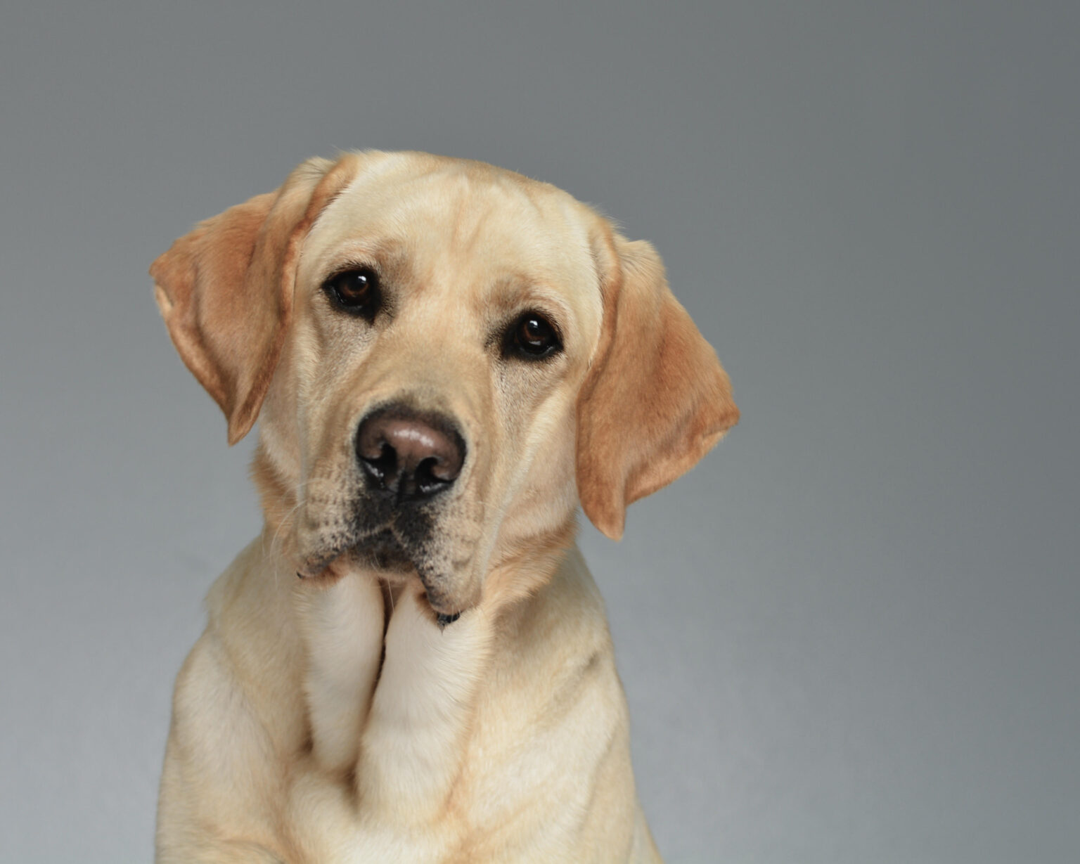Bred By – Kolfyre Labradors